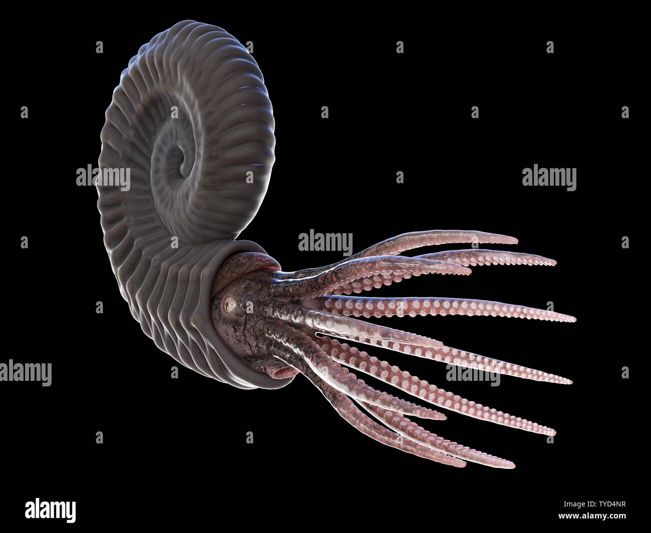 3d rendered illustration of a pre-historic marine creature - ammonite ...