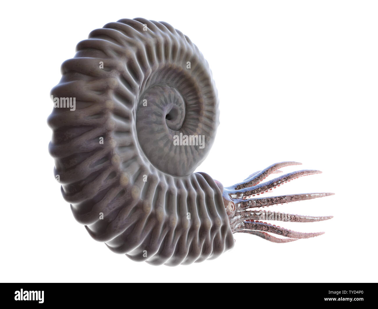 3d rendered illustration of an Ammonite Stock Photo - Alamy