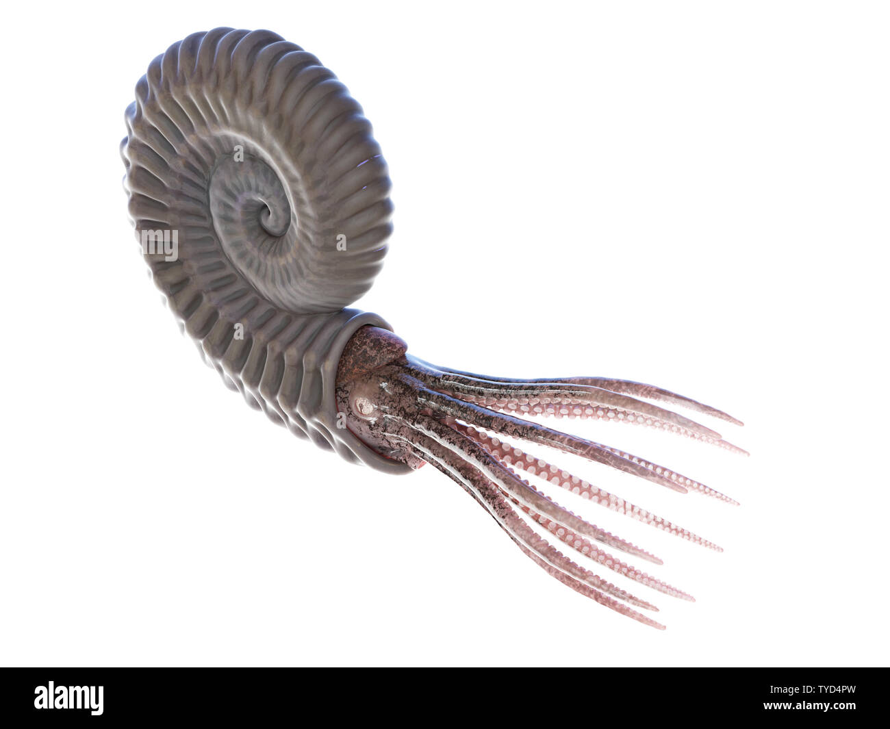 3d rendered illustration of an Ammonite Stock Photo - Alamy