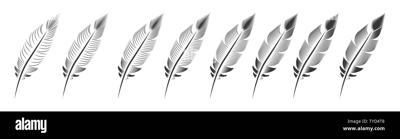 Patternfeather hi-res stock photography and images - Alamy