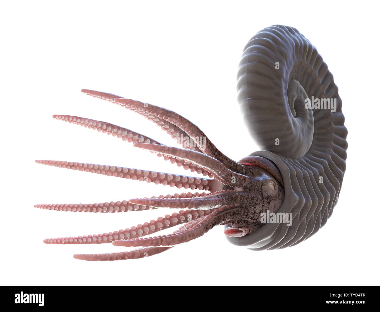 3d rendered illustration of an Ammonite Stock Photo - Alamy