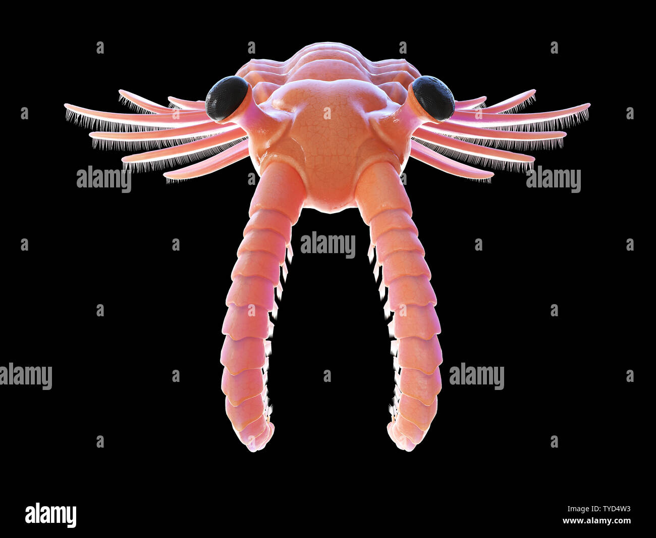 Anomalocaris hi-res stock photography and images - Alamy