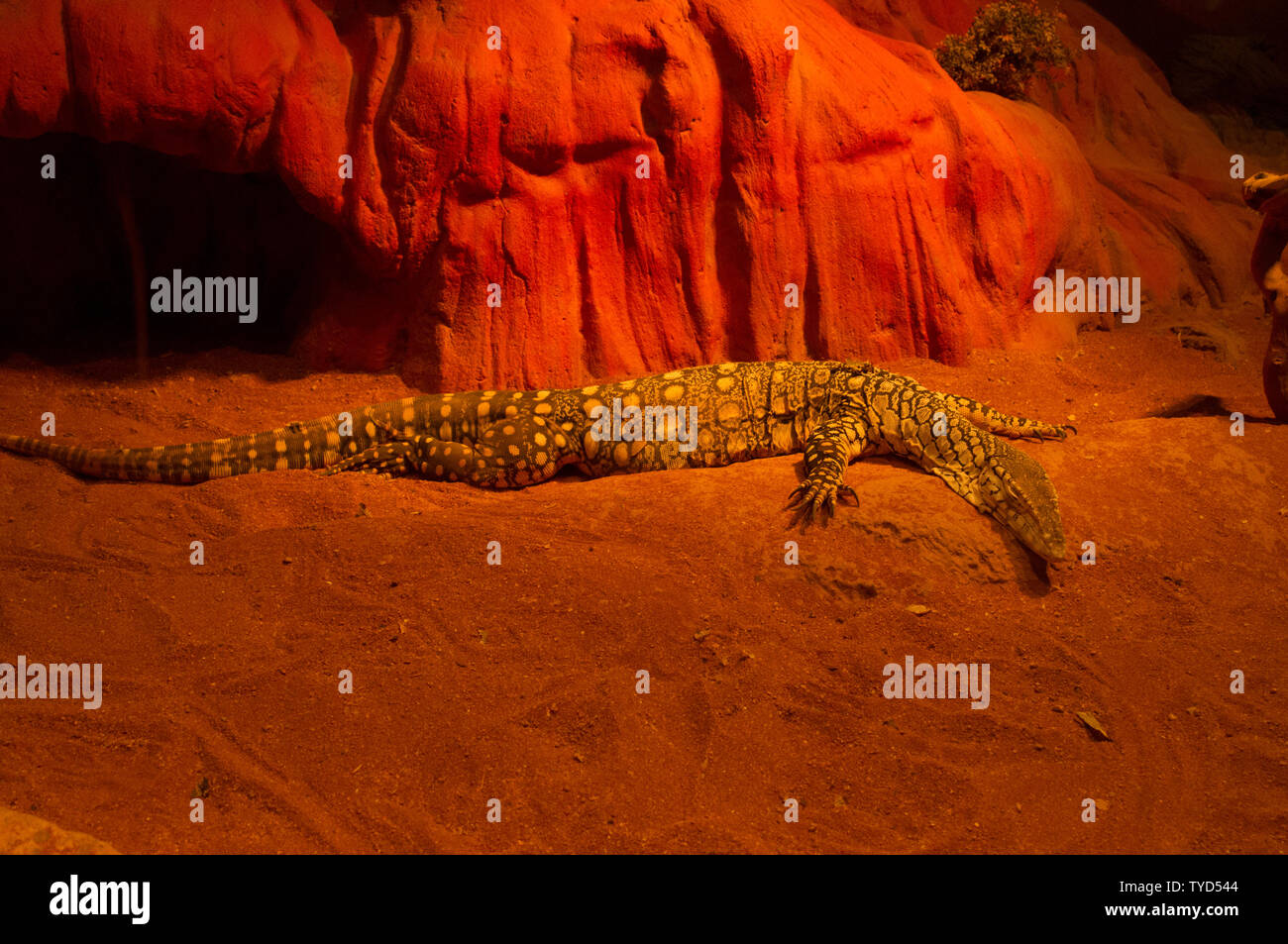 Sleeping lizard hi-res stock photography and images - Alamy