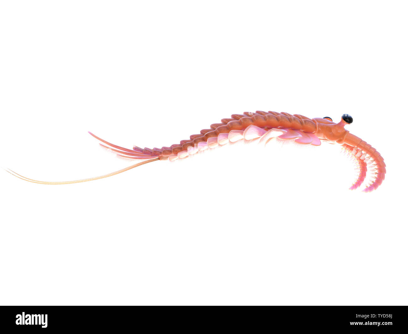 Anomalocaris hi-res stock photography and images - Alamy