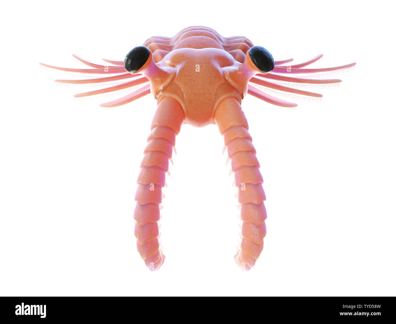 Anomalocaris hi-res stock photography and images - Alamy