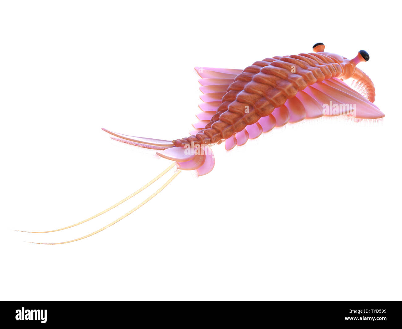 Anomalocaris hi-res stock photography and images - Alamy