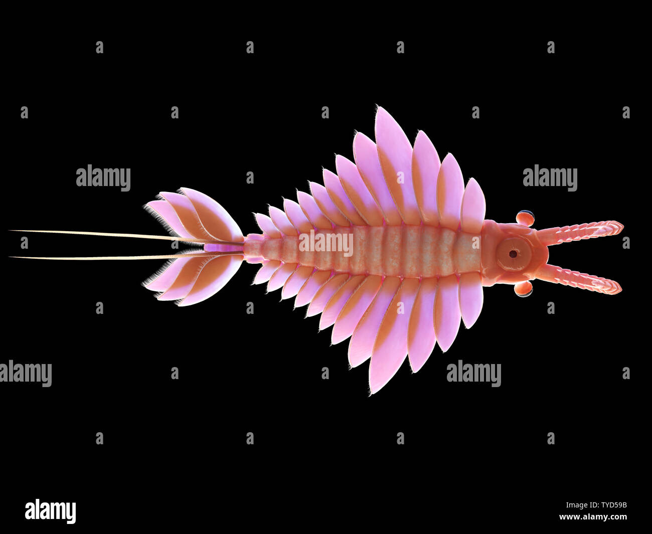 Anomalocaris hi-res stock photography and images - Alamy