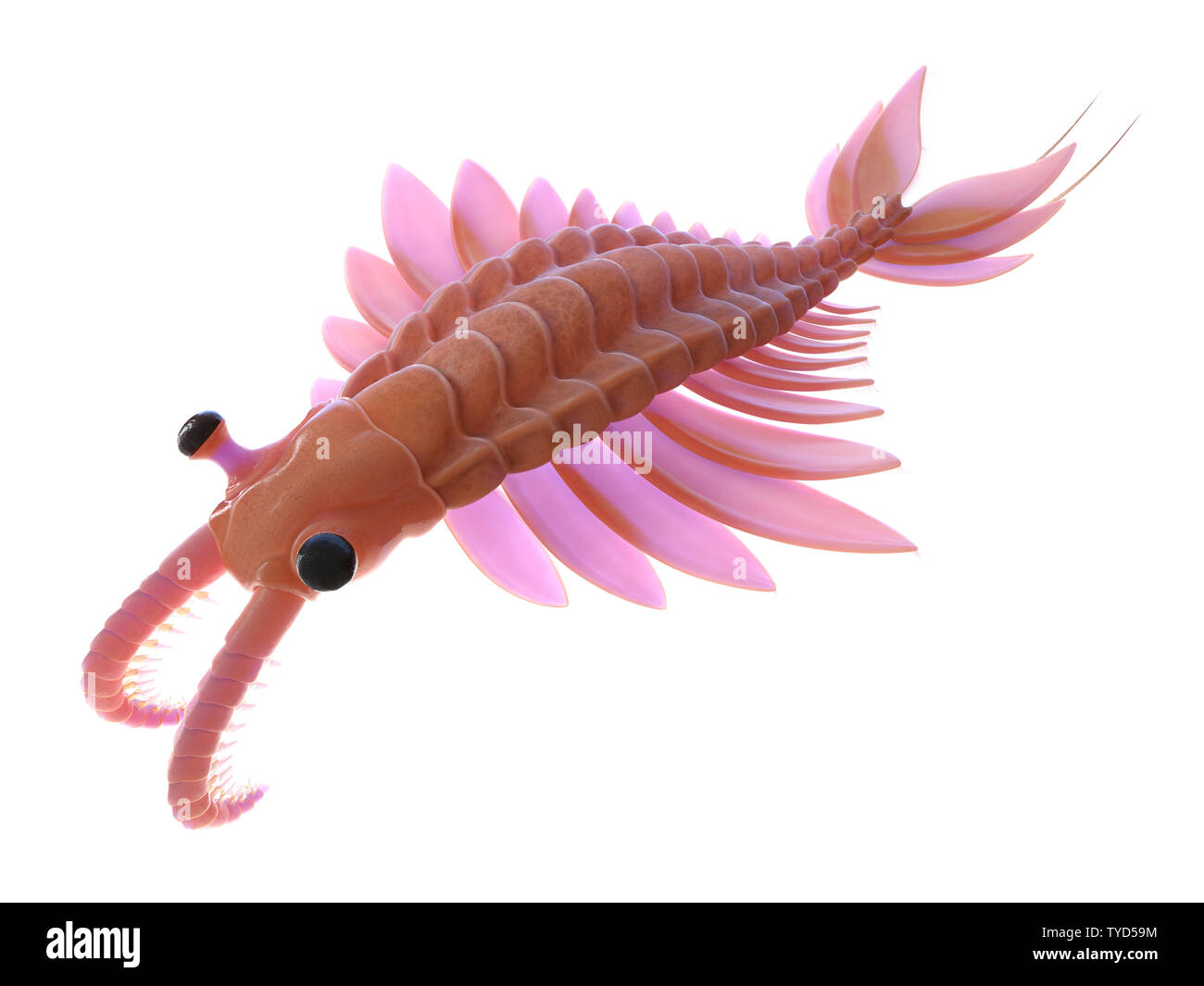 Anomalocaris hi-res stock photography and images - Alamy