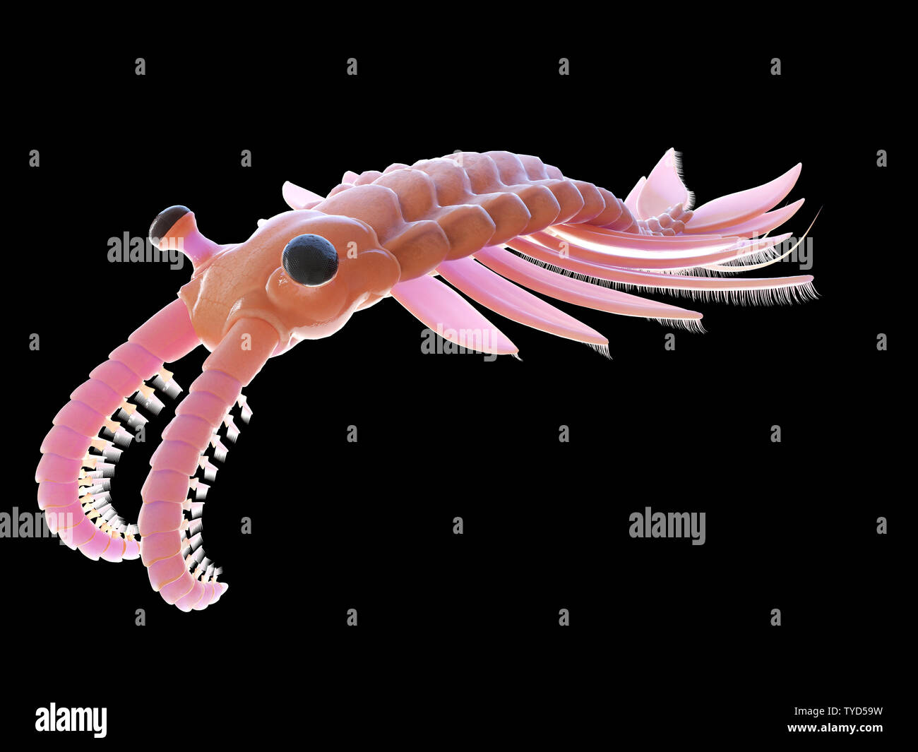 Anomalocaris hi-res stock photography and images - Alamy