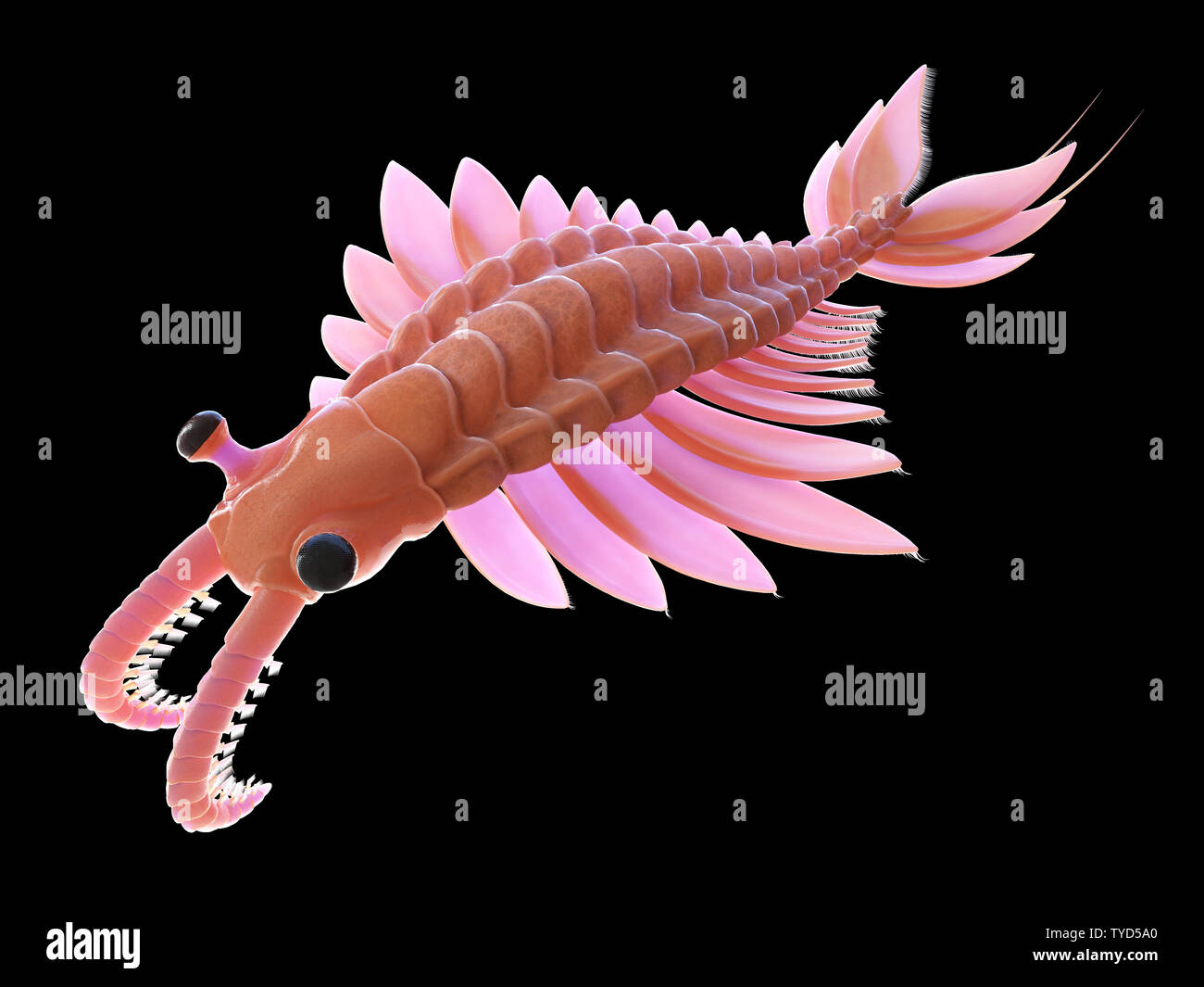 Anomalocaris hi-res stock photography and images - Alamy