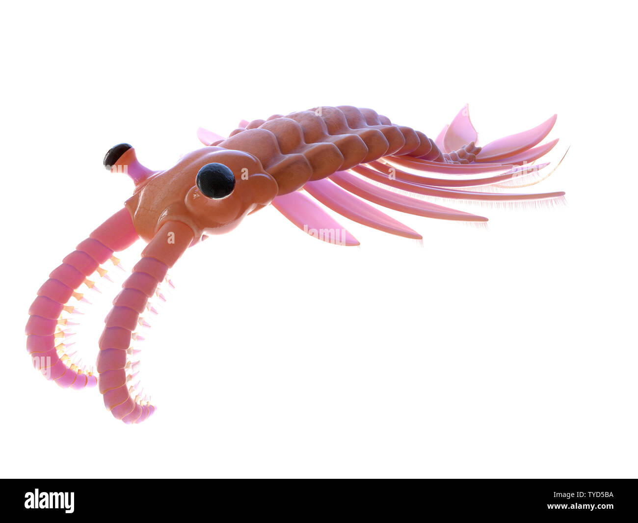 Anomalocaris hi-res stock photography and images - Alamy