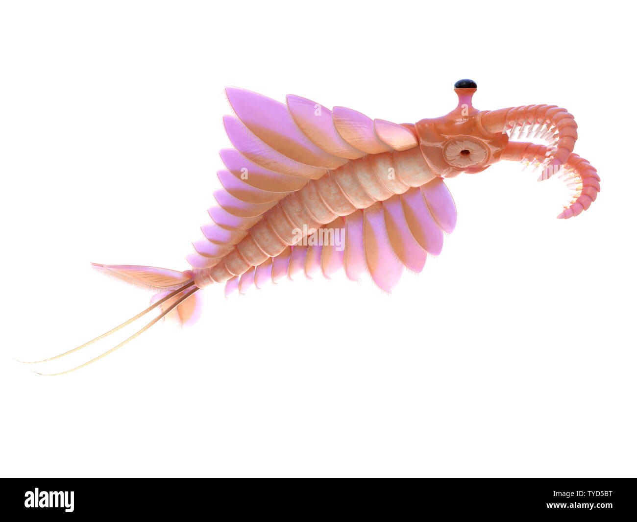 Anomalocaris hi-res stock photography and images - Alamy