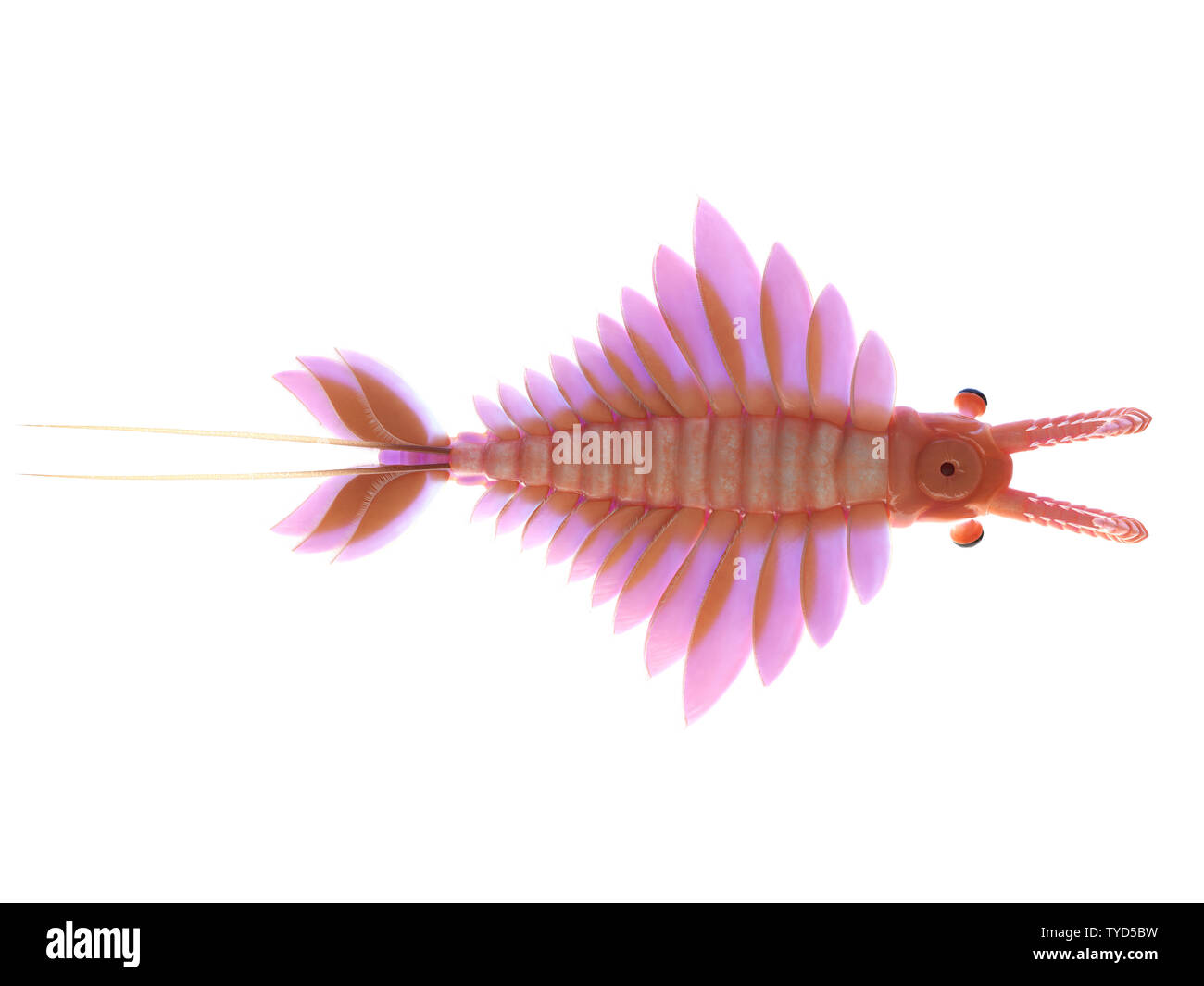 Anomalocaris hi-res stock photography and images - Alamy