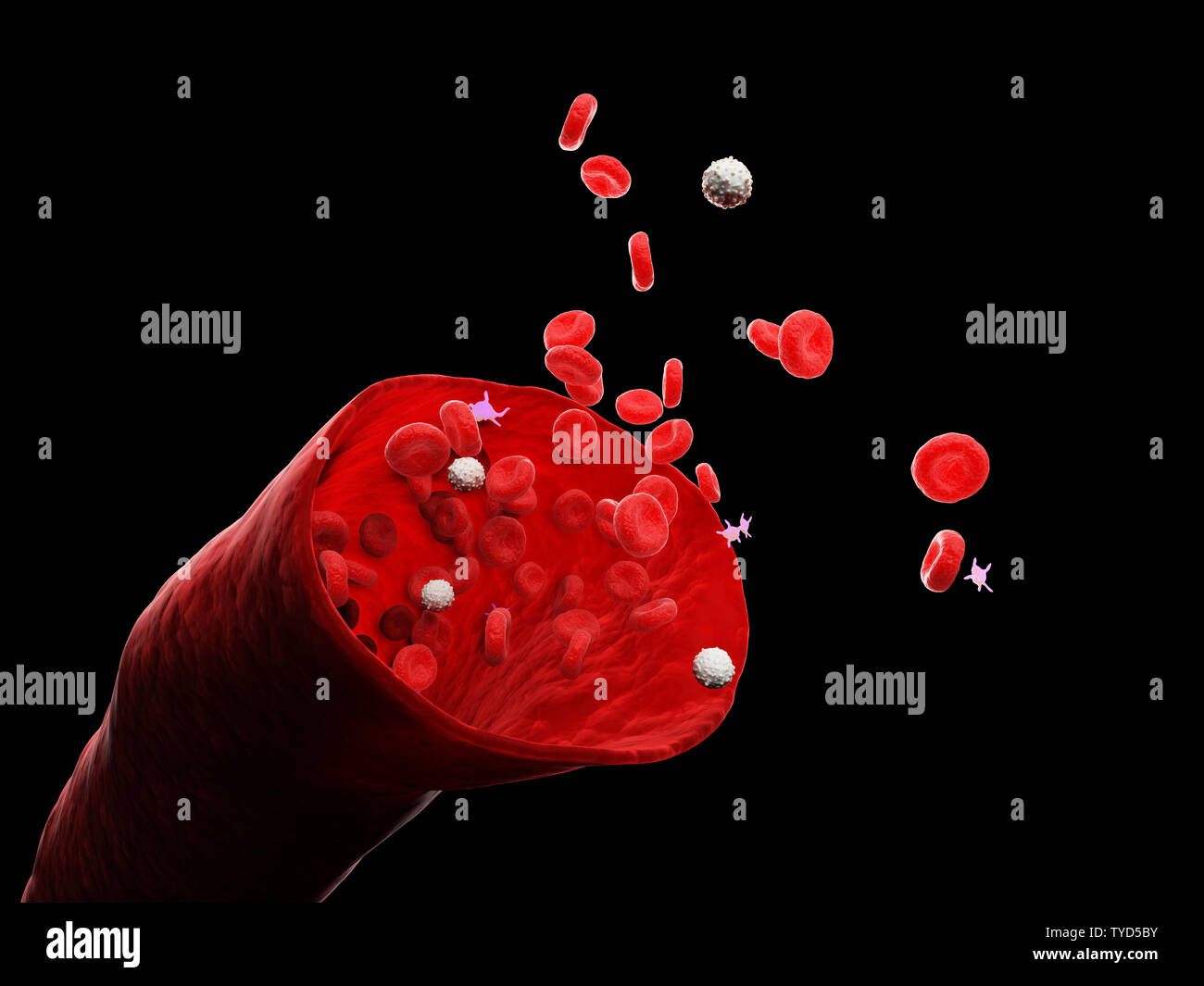 3d rendered medically accurate illustration of a human blood vessel ...