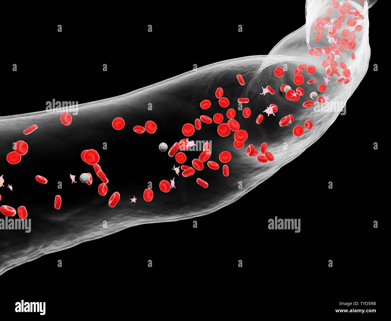 3d rendered medically accurate illustration of a human blood vessel ...