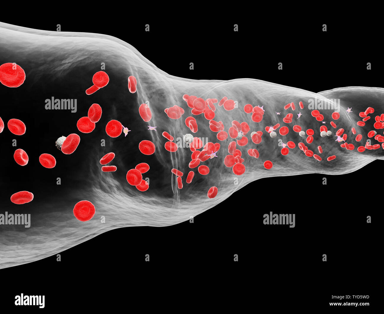 3d rendered medically accurate illustration of a human blood vessel ...