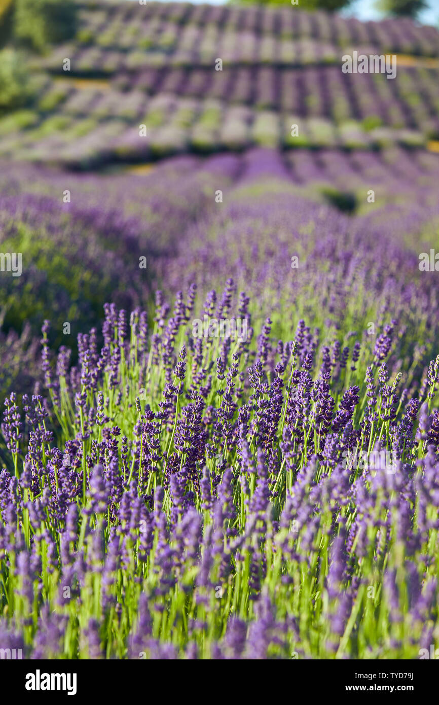 Blooming fields of lavender (Lavandula L.) in the morning summer sun ...