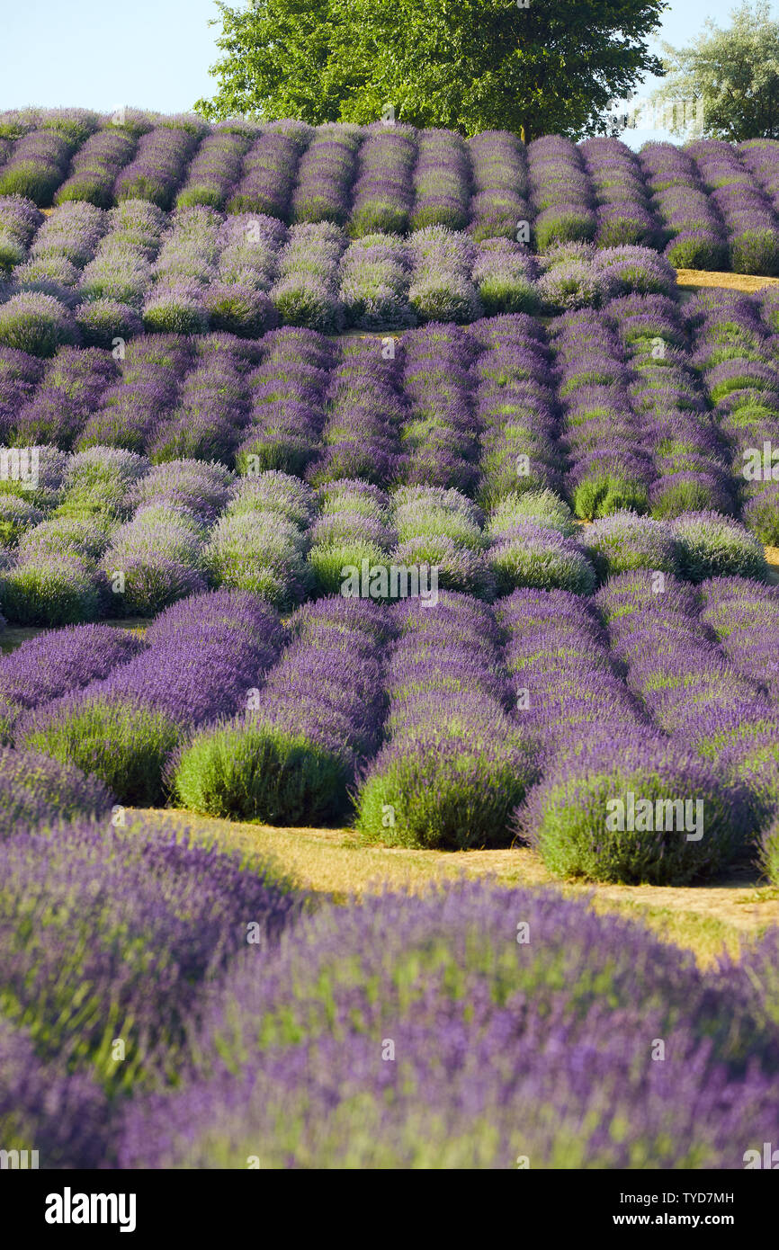 Blooming fields of lavender (Lavandula L.) in the morning summer sun ...