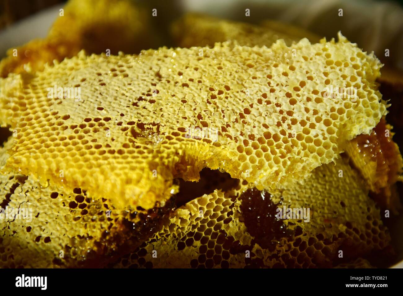 Native bee hive hi-res stock photography and images - Alamy