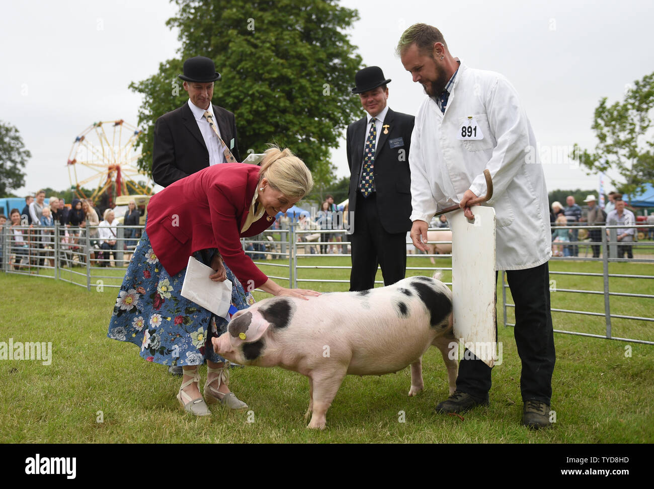 Show pig hi-res stock photography and images - Alamy