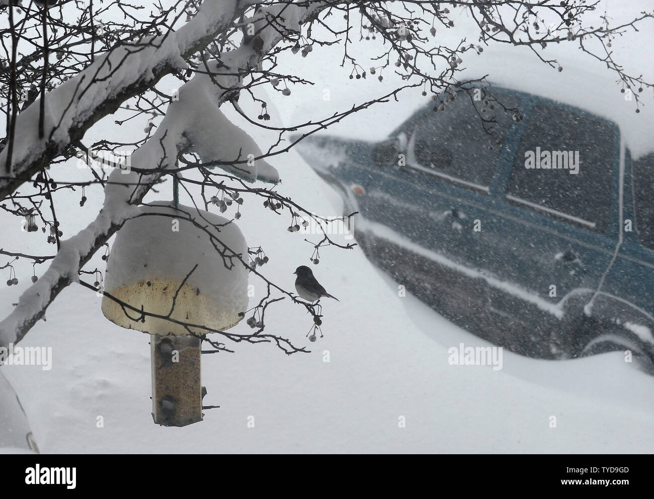 A bird lands on a tree branch near a car nearly buried under two feet ...
