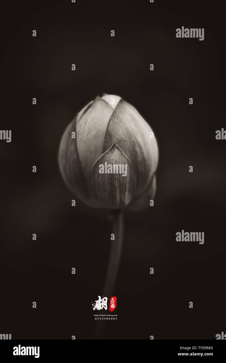 Wenkai hi-res stock photography and images - Alamy