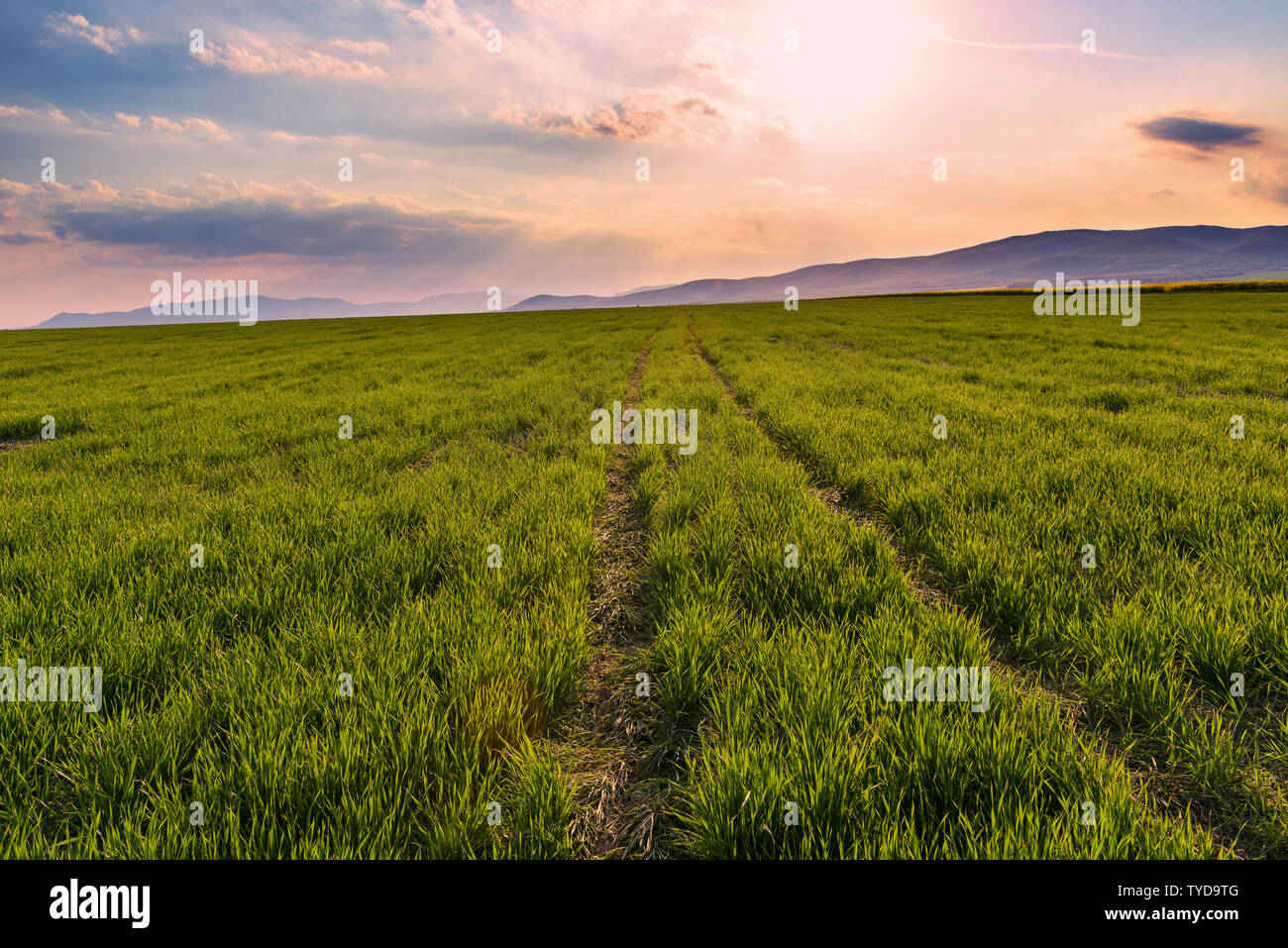 Field on the sunset hi-res stock photography and images - Alamy
