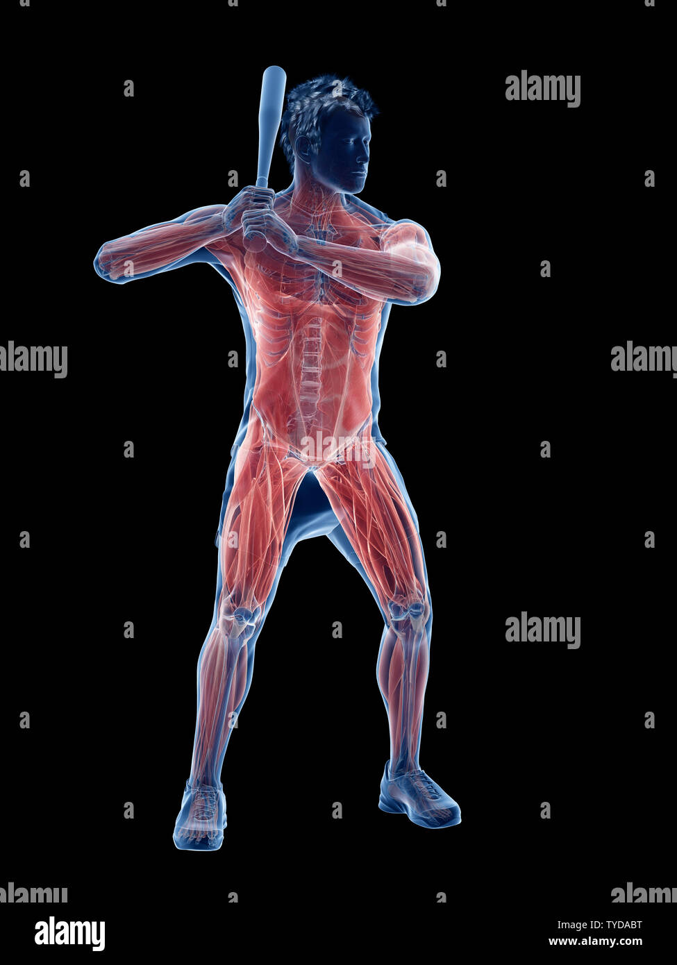 3d rendered medically accurate illustration of a baseball players ...