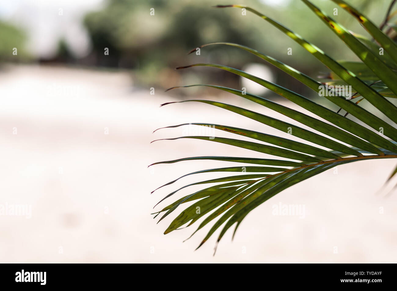 perspective of a palm leaf Stock Photo - Alamy