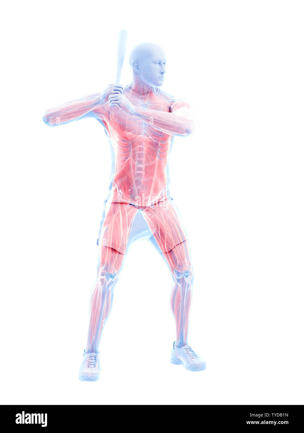 3d rendered medically accurate illustration of a baseball players ...