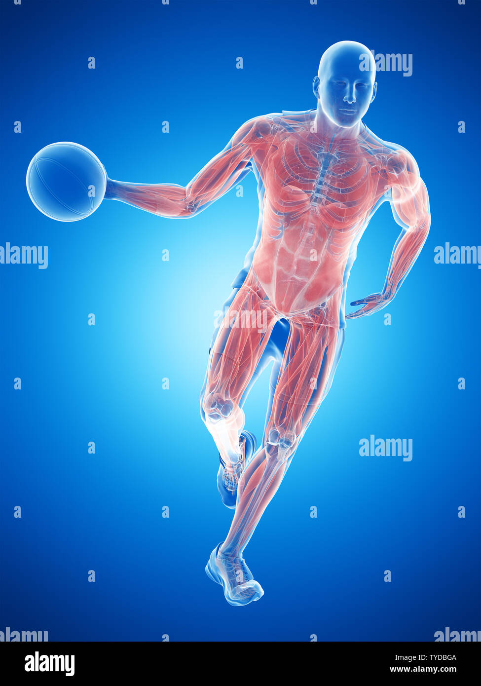 3d rendered medically accurate illustration of a basketball players ...