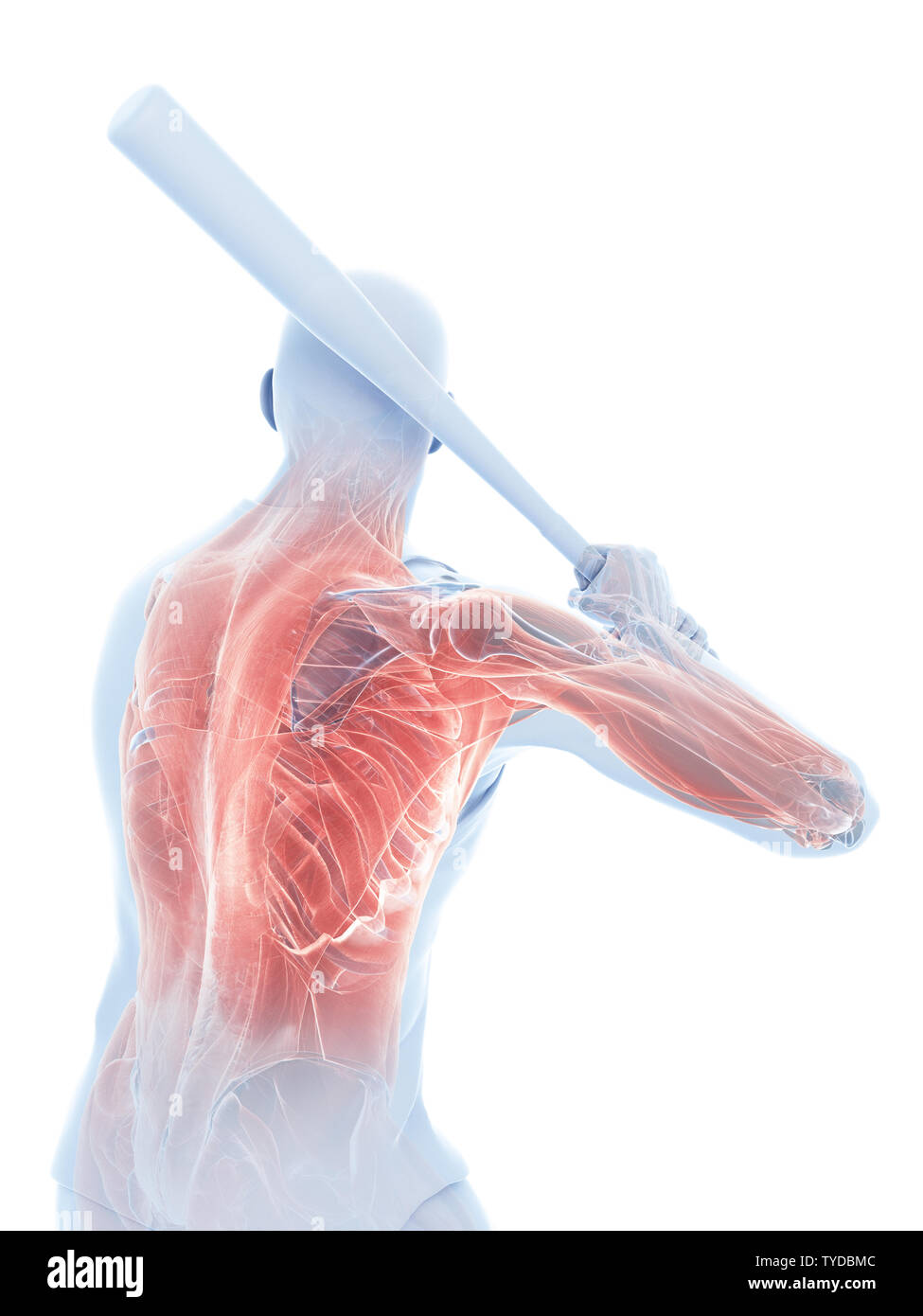 3d rendered medically accurate illustration of a baseball players ...