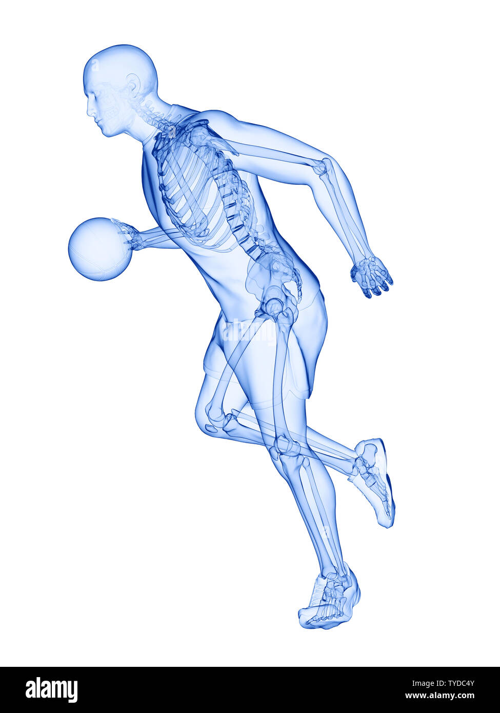 3d rendered medically accurate illustration of a basketball players ...