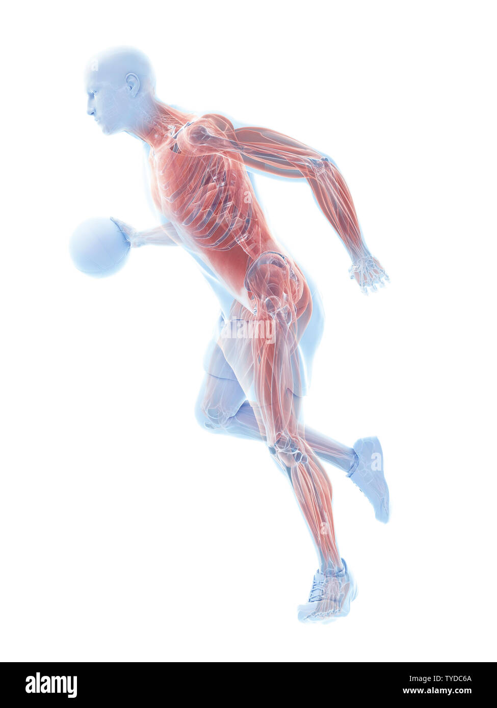 3d rendered medically accurate illustration of a basketball players ...