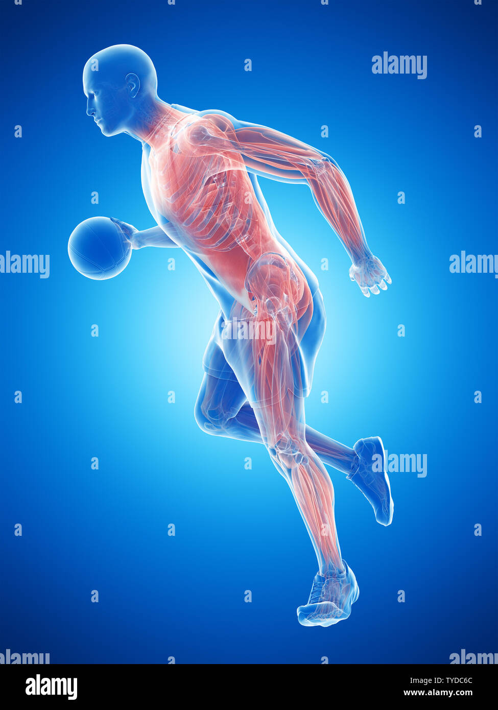 3d rendered medically accurate illustration of a basketball players ...