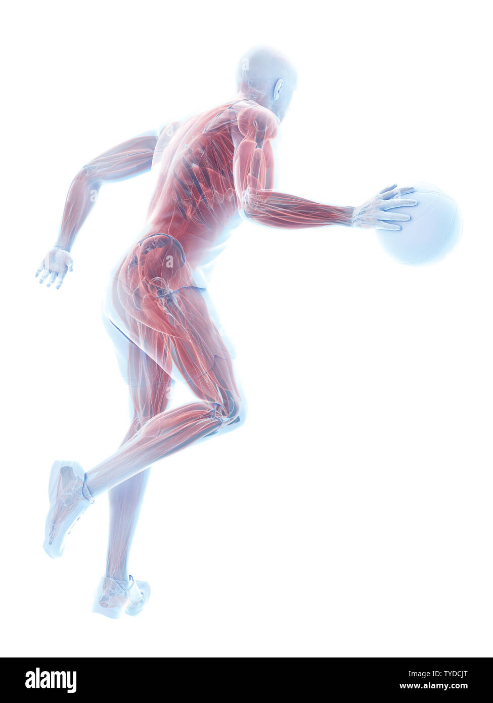 3d rendered medically accurate illustration of a basketball players ...