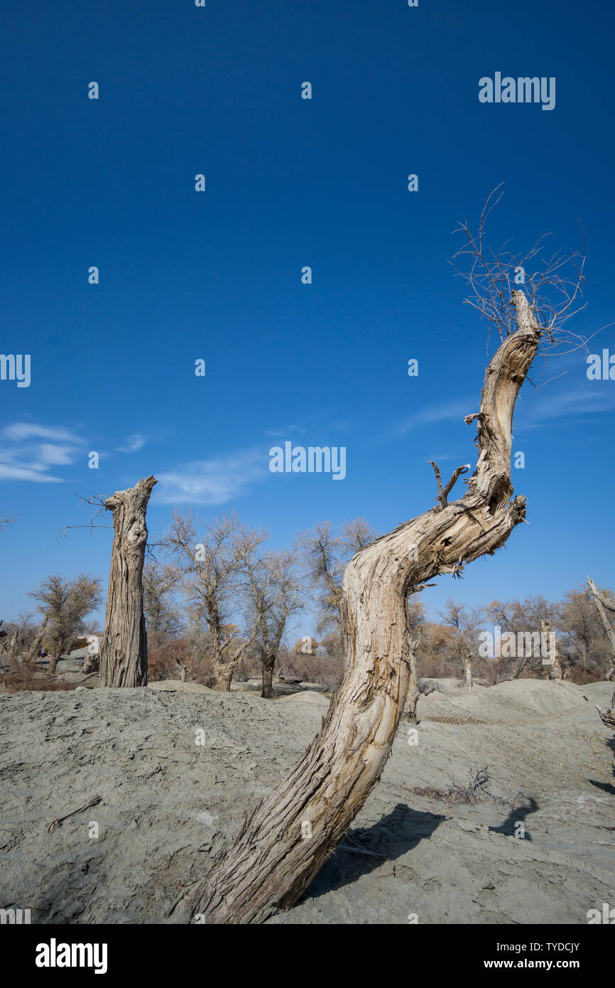 Poplar, dead tree, standing, not falling, desert Stock Photo - Alamy