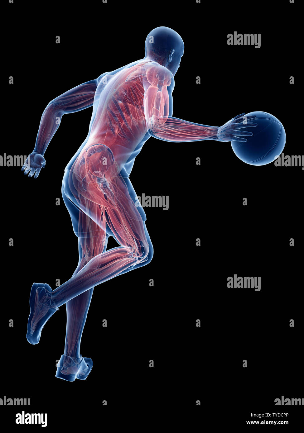 3d rendered medically accurate illustration of a basketball players ...