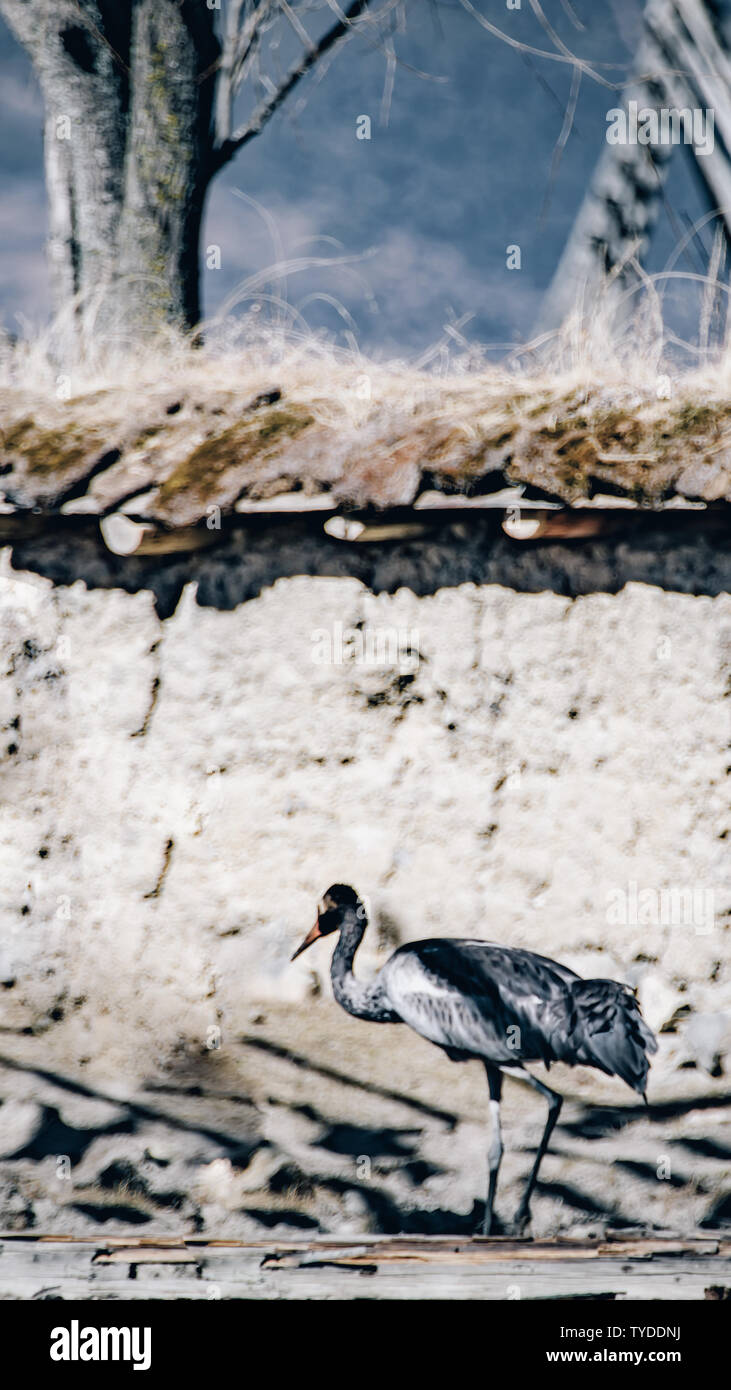 black - necked crane Stock Photo - Alamy