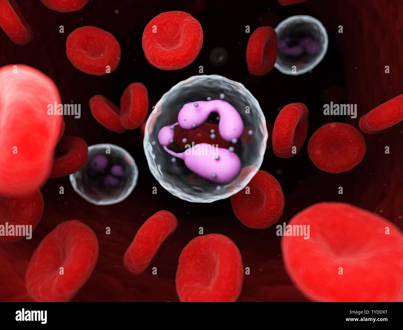 Neutrophile hi-res stock photography and images - Alamy