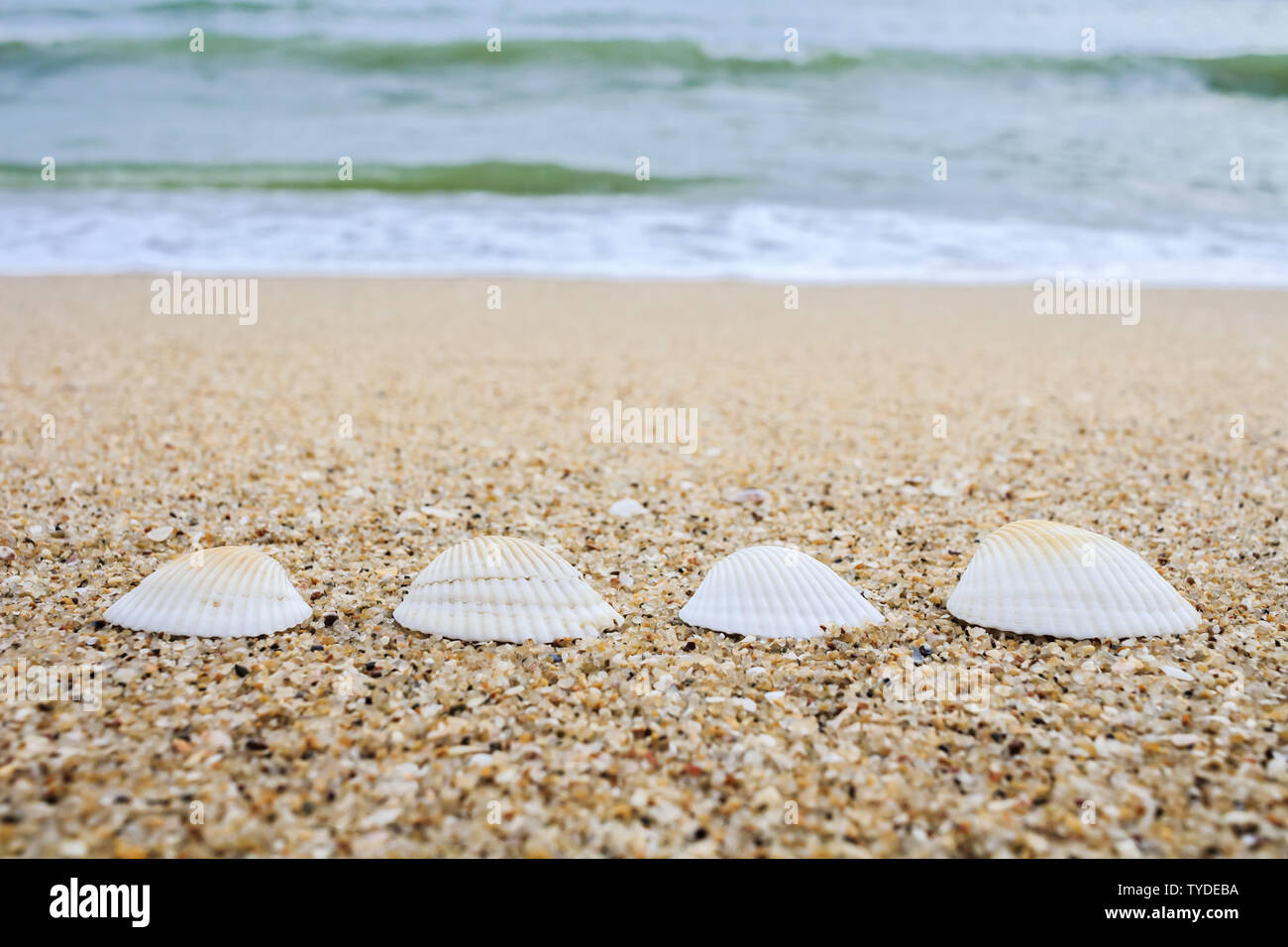 Four shells lined up on the beach Stock Photo - Alamy