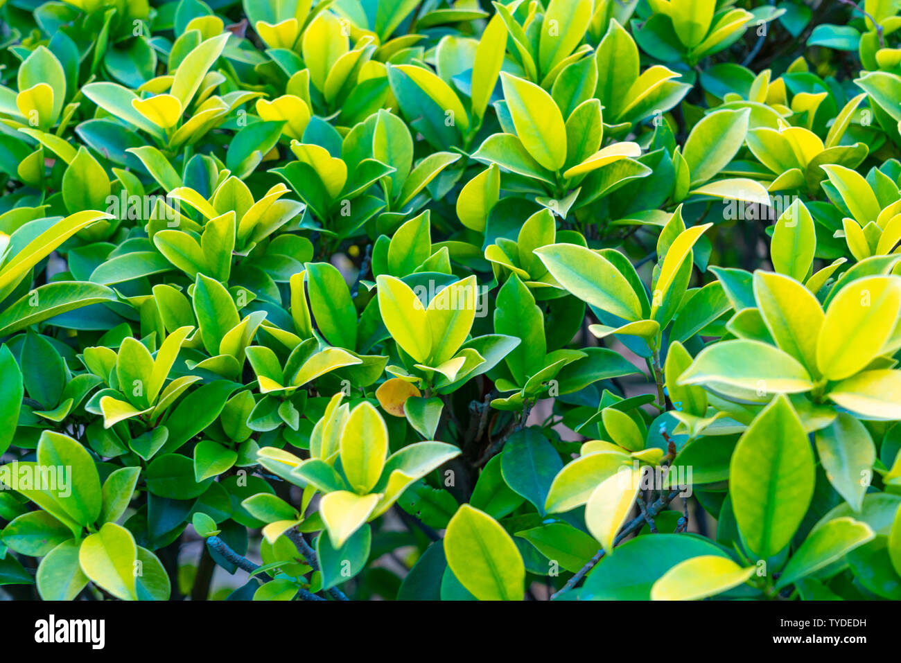 Landscape tree foliage background material Stock Photo - Alamy