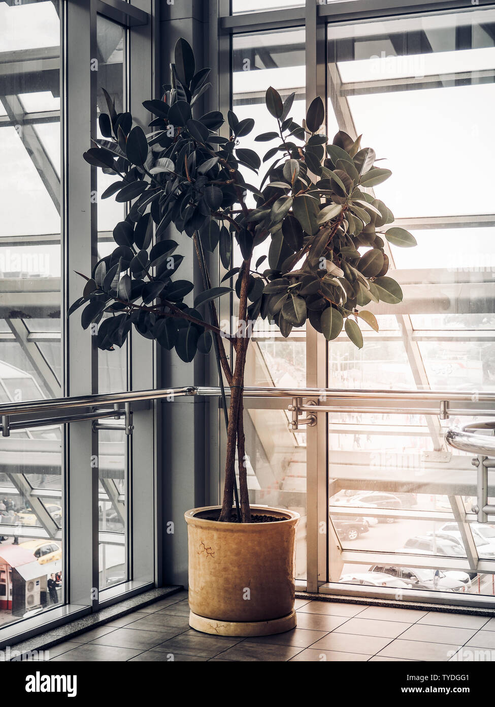tree in the corner of a very bright room with big windows Stock Photo ...