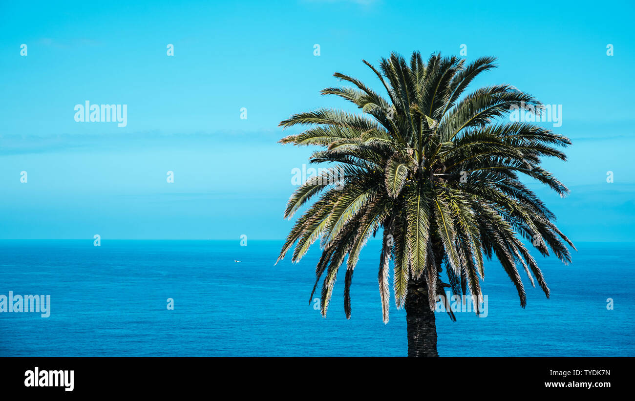 Palm trees by the sea Stock Photo - Alamy