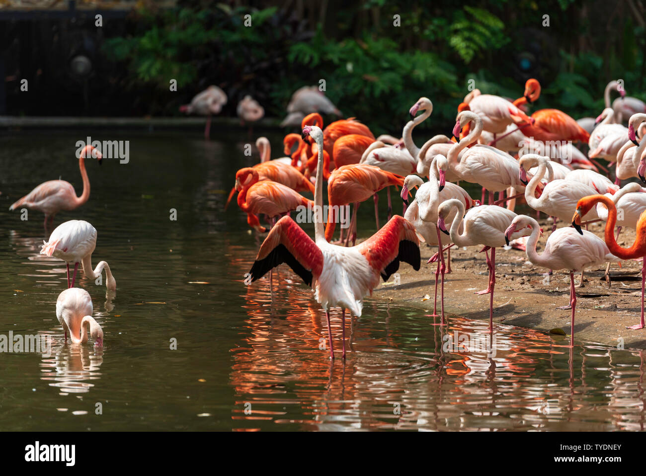 Changlong zoo hi-res stock photography and images - Alamy