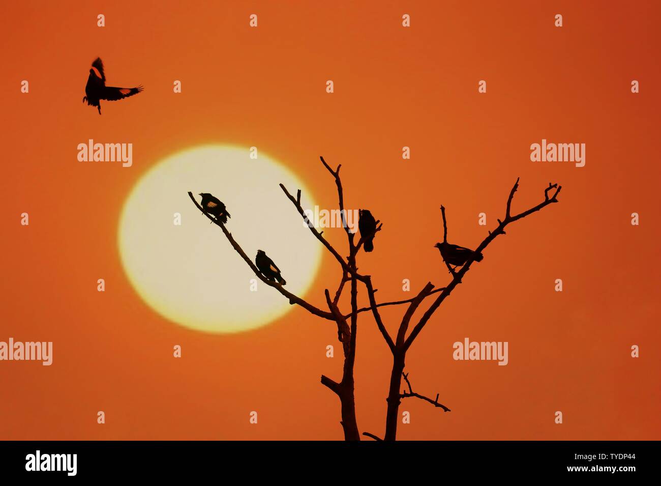 Artistic conception hi-res stock photography and images - Alamy