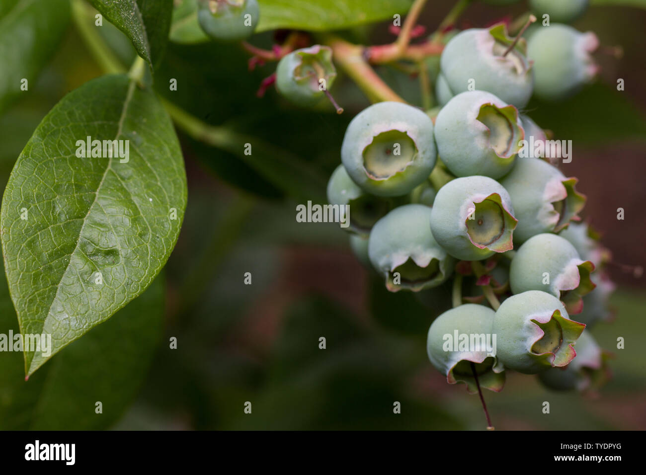 All stages of blueberry flowers and fruit Stock Photo - Alamy