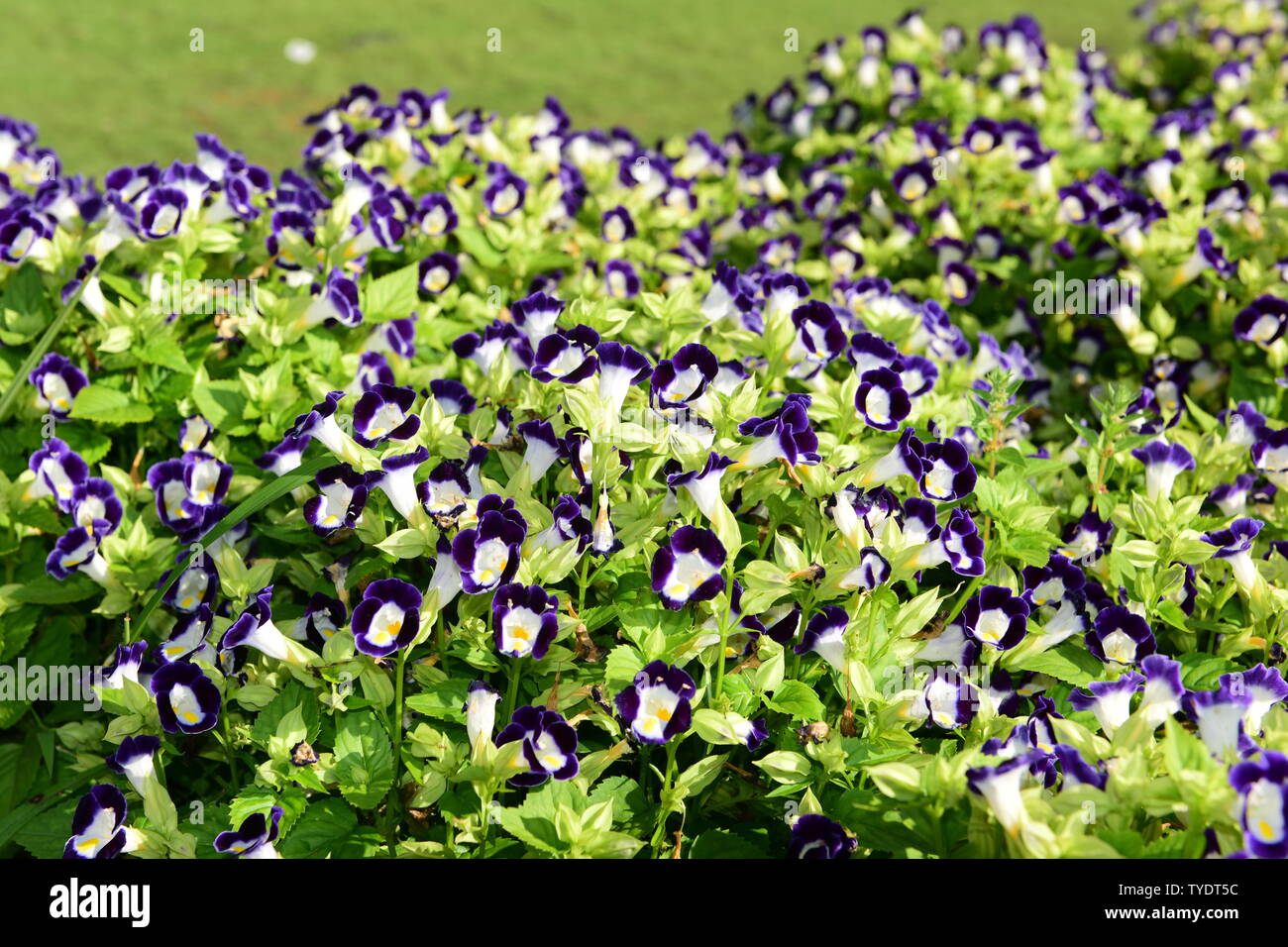 Ornamental pigs hi-res stock photography and images - Alamy