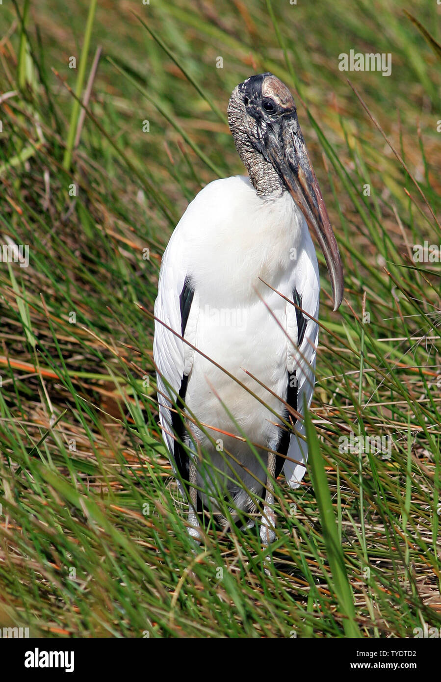 An endangered Wood Stork at the Royal Palm area of the Everglades ...