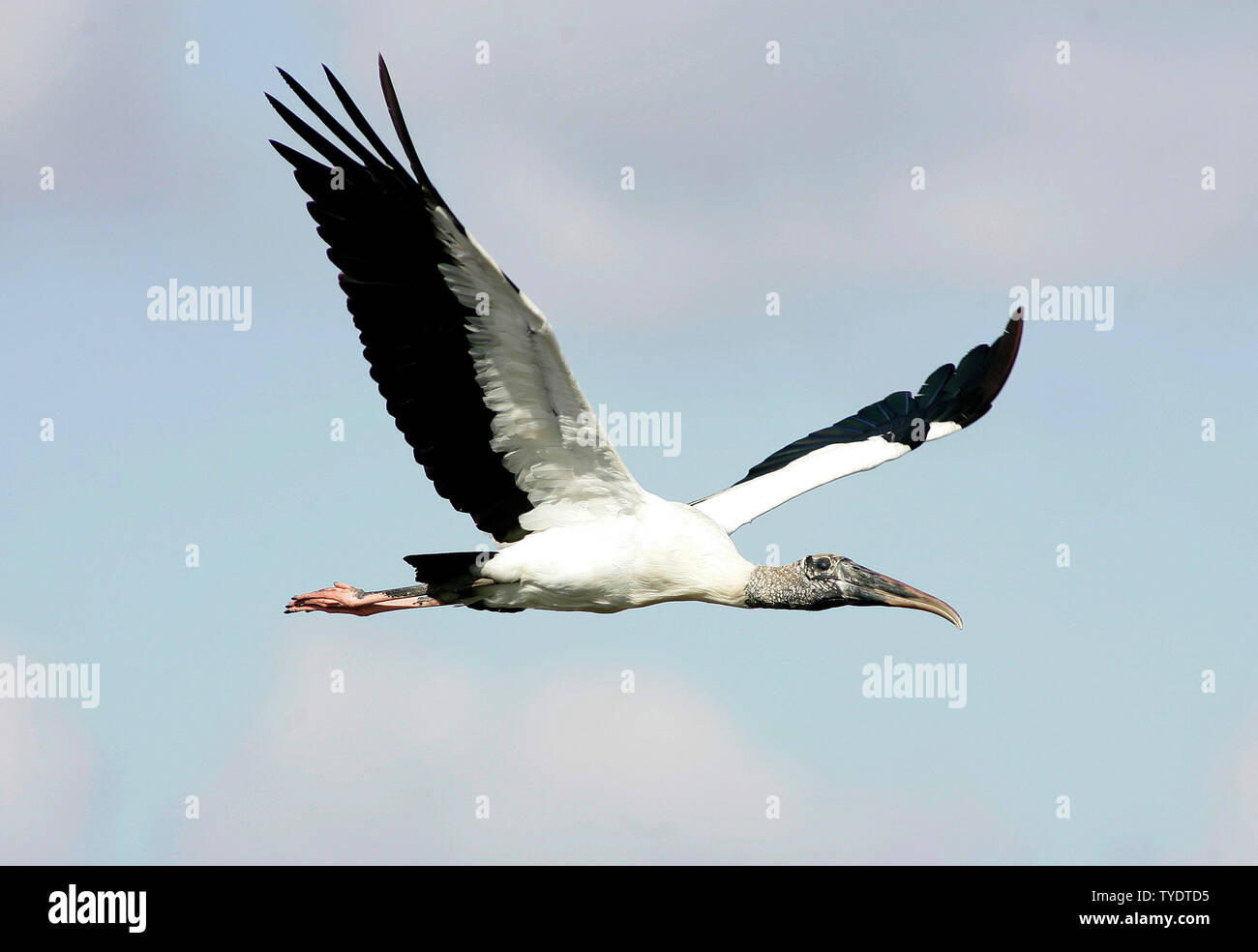 An endangered Wood Stork at the Royal Palm area of the Everglades ...